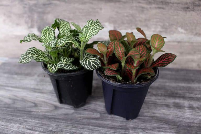 Key Layers In A Terrarium & Their Functions Explained