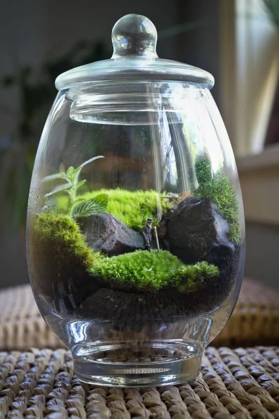 Blog | Ecoponics Singapore