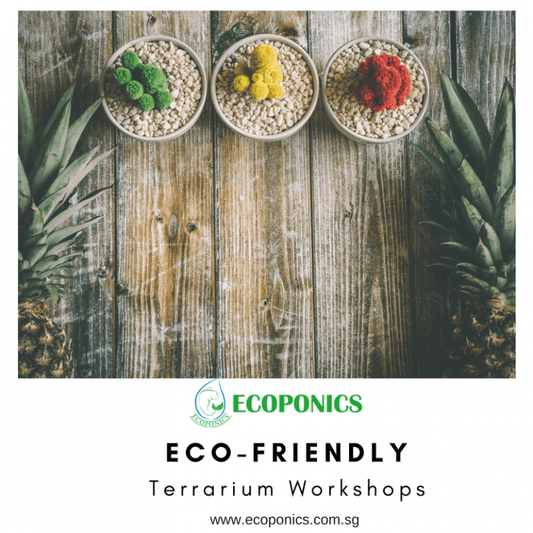 Eco-Friendly Terrarium Workshop Ideas For A Greener Fun