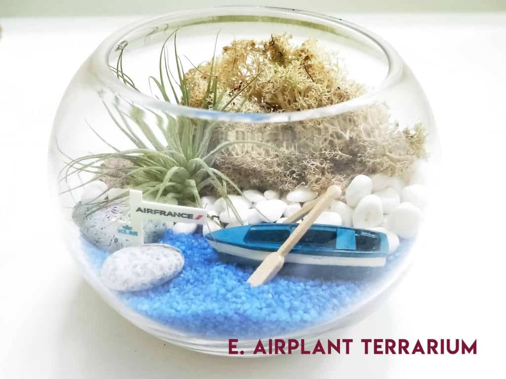 Air Plant Terrarium Workshop Singapore - Ecoponics