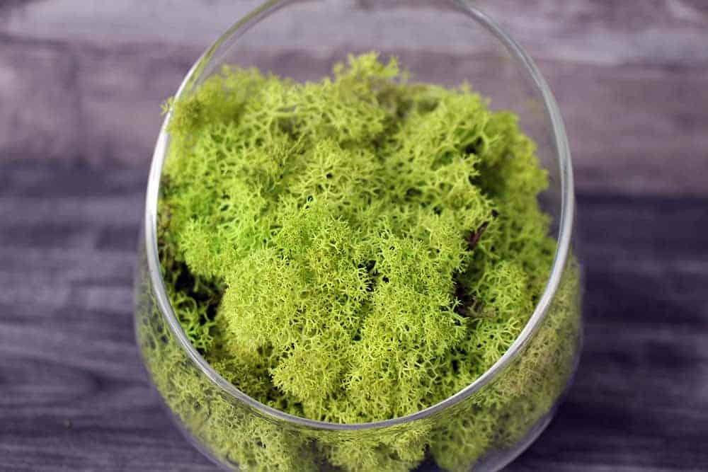 Reindeer Moss - Ecoponics Singapore