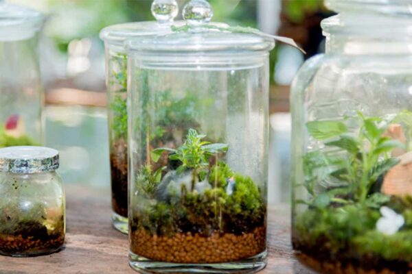 The Key Layers In A Terrarium & Their Functions | Ecoponics Singapore